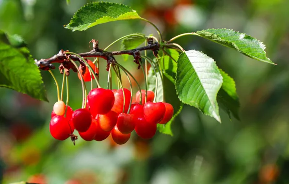 Обои ветка, плоды, черешня на телефон и рабочий стол, раздел природа ...