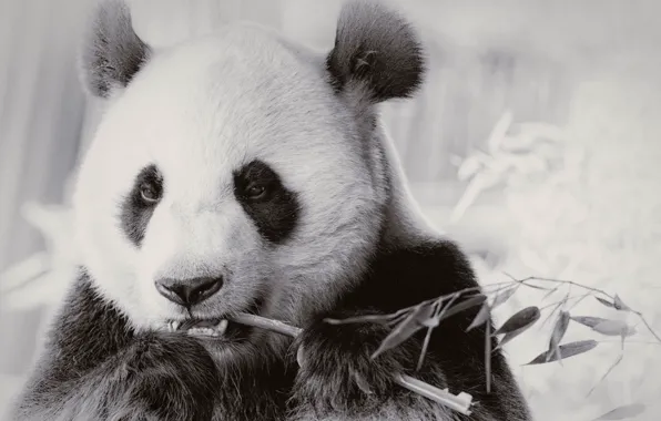Скачать обои природа, медведь, панда, раздел животные в разрешении ...