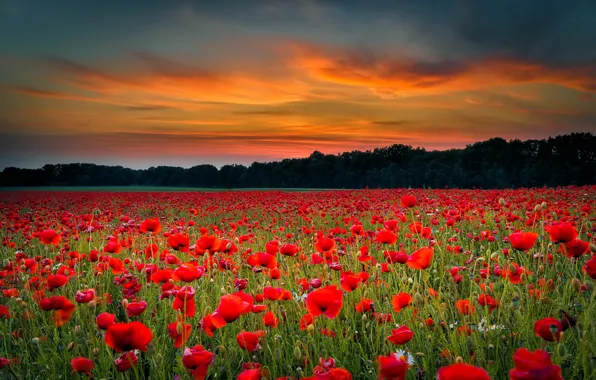 Обои лето, закат, цветы, природа на телефон и рабочий стол, раздел ...