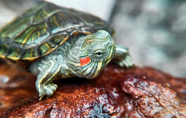 Обои взгляд, поза, камень, влага, черепаха, портрет, лапки, размытие на ...