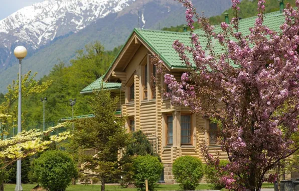Обои Цветы, Природа, Горы, Весна, Nature, Flowers, Spring, Mountains на телефон и рабочий стол ...