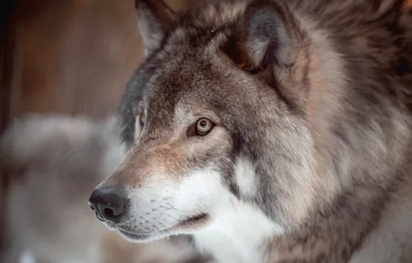 Обои nature, predator, animal, wolf, wildlife, portrait, portrait., Canis lupus. face на телефон ...