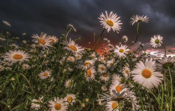 Обои поле, цветы, ромашки на телефон и рабочий стол, раздел цветы ...