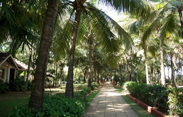 Обои Гоа, Goa, Nature Park, Bardez, Бардез, Природа Парк на телефон и ...