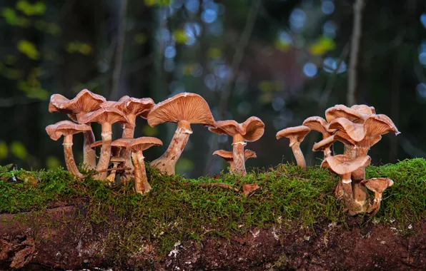 Обои грибы, мох, семейка на телефон и рабочий стол, раздел природа ...