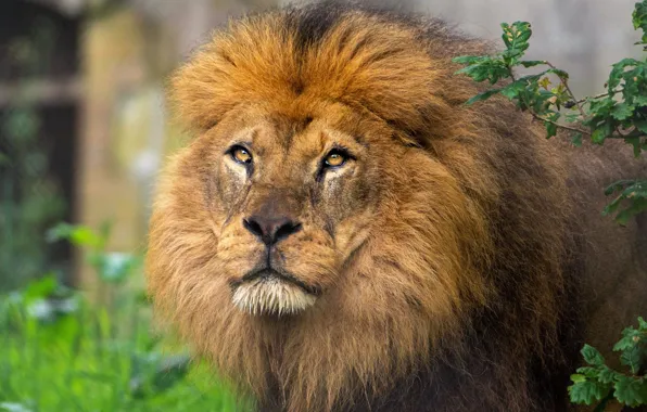 Обои взгляд, морда, листья, портрет, лев на телефон и рабочий стол ...