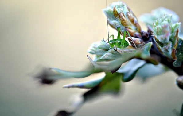 Обои кузнечик, был, траве, сидел, зелёненький на телефон и рабочий стол ...