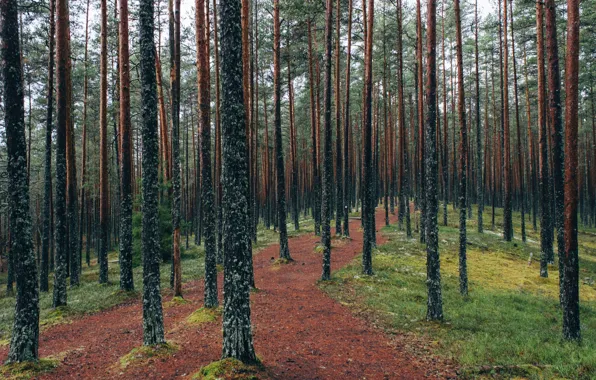 Обои grass, forest, trees, nature, leaves, Estonia, fresh air, Viru Bog ...