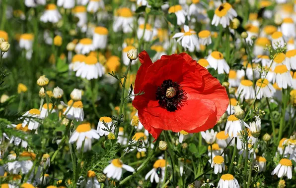 Обои поле, мак, ромашки на телефон и рабочий стол, раздел цветы ...