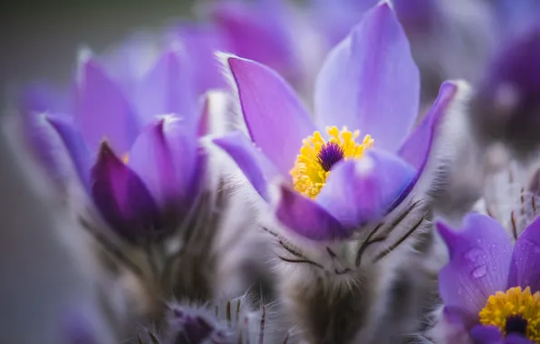 Обои лето, цветы, природа на телефон и рабочий стол, раздел цветы, разрешение 2048x1367 - скачать