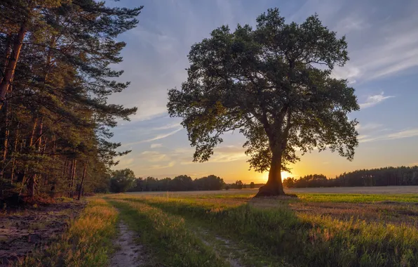 Обои дорога, лето, закат, дерево на телефон и рабочий стол, раздел ...