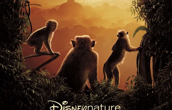 Обои monkey, forest, sky, jungle, tree, building, vegetation, vine на ...