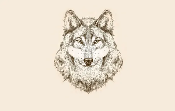 Скачать обои волк, минимализм, голова, светлый фон, wolf, раздел ...