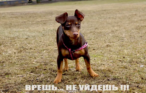 Обои собака, прогулка, тойтерьер на телефон и рабочий стол, раздел настроения, разрешение ...