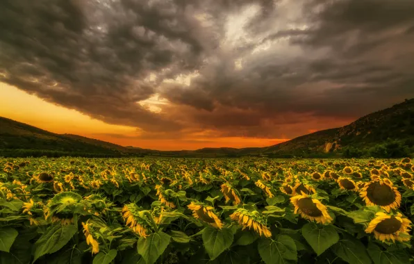 Обои поле, лето, подсолнухи, закат, природа на телефон и рабочий стол ...