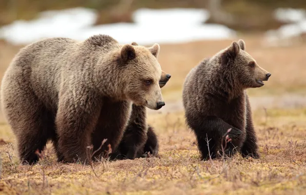 Обои природа, медведь, медвежонок, медведица, мать на телефон и рабочий ...