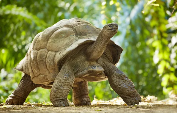 Обои зелень, лето, взгляд, свет, природа, черепаха, лапы, большая на ...