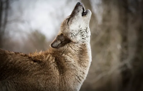 Обои Predator, nature, predator, Wolf, animal, wolf, wildlife, portrait ...