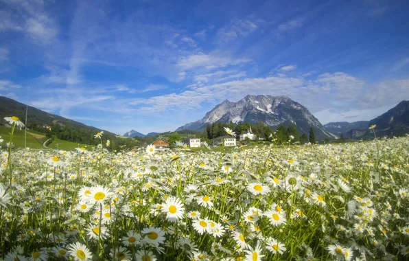 Обои поле, цветы, ромашки на телефон и рабочий стол, раздел пейзажи ...