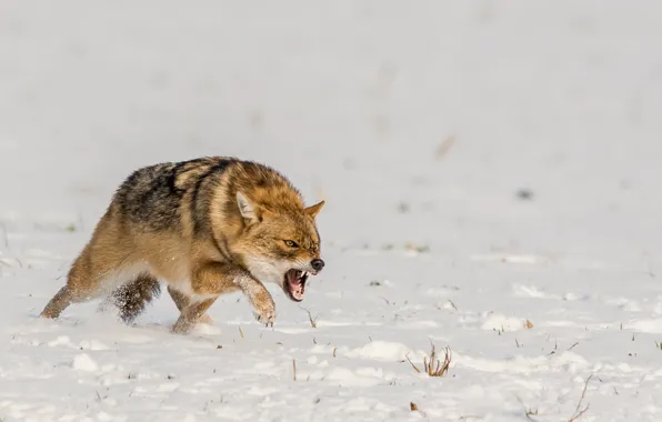 Обои animals, nature, snow, predator, animal, wolf, wildlife, portrait ...