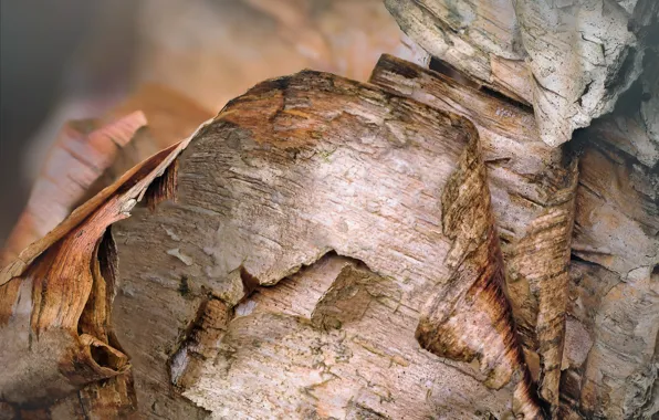 Обои макро, кора, берёза на телефон и рабочий стол, раздел текстуры ...