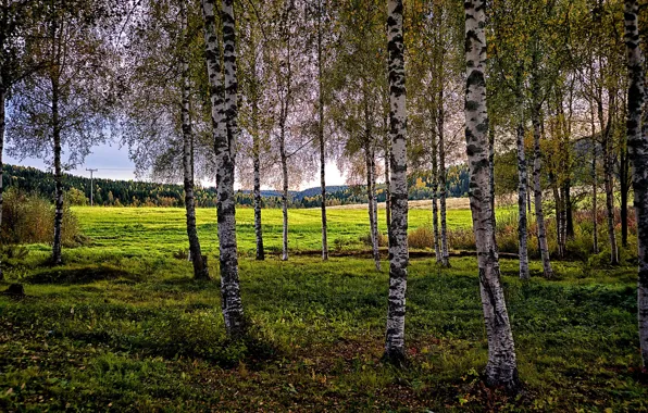 Обои лето, природа, берёзы на телефон и рабочий стол, раздел природа ...