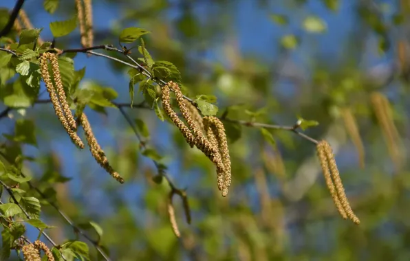 Обои природа, весна, берёзы на телефон и рабочий стол, раздел природа ...