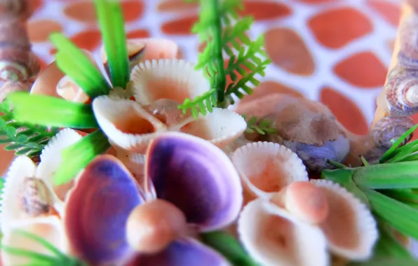 Обои цветы, крупный план, фон, корзина, ракушки на телефон и рабочий ...