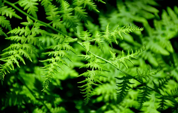 Обои зелень, лист, растение, куст на телефон и рабочий стол, раздел ...