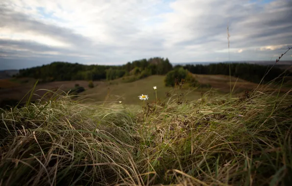 Обои поле, лето, ромашка на телефон и рабочий стол, раздел природа ...