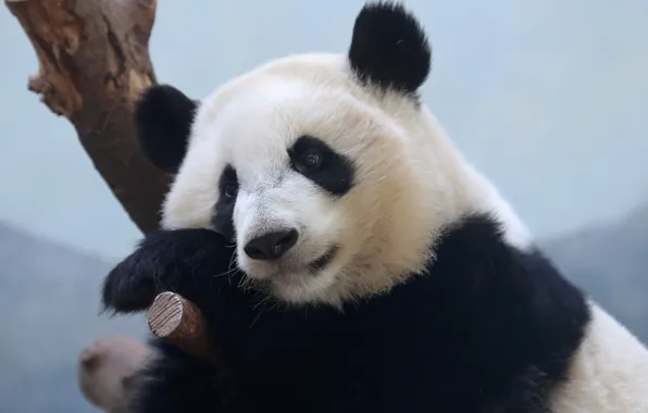 Обои природа, медведь, панда на телефон и рабочий стол, раздел животные ...