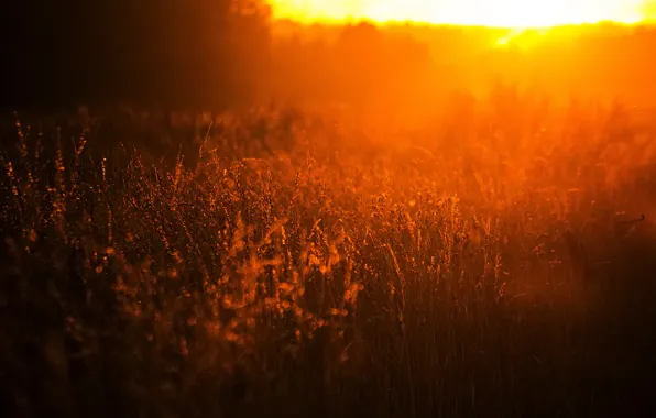 Обои поле, лето, солнце, свет, закат, природа на телефон и рабочий стол ...