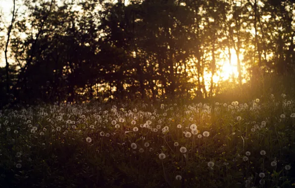 Обои лето, закат, природа, одуванчик на телефон и рабочий стол, раздел ...