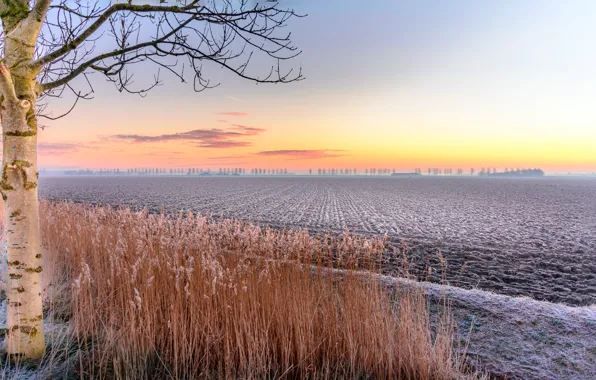 Обои иней, поле, берёзы на телефон и рабочий стол, раздел природа ...