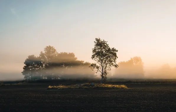 Обои поле, осень, туман, утро, берёзы на телефон и рабочий стол, раздел ...