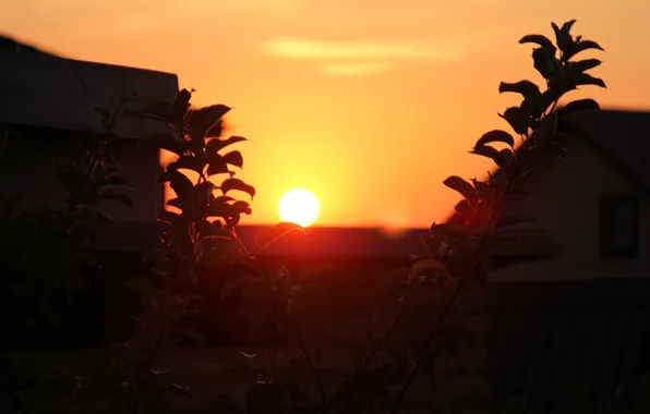 Обои Закат, Солнце, Природа, Лето, Дача на телефон и рабочий стол ...