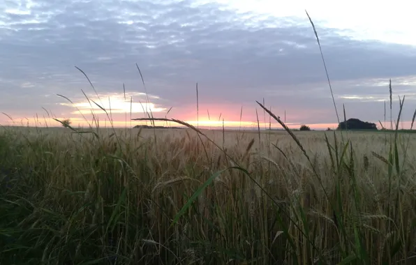 Обои поле, лето, закат картинки на рабочий стол, раздел природа - скачать