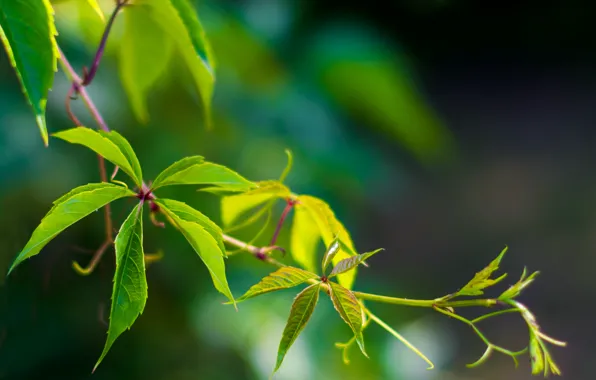 Обои зелень, лето, лист на телефон и рабочий стол, раздел природа ...