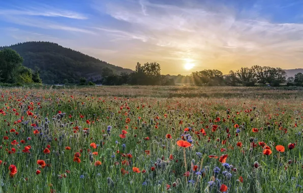 Обои поле, лето, закат на телефон и рабочий стол, раздел природа ...