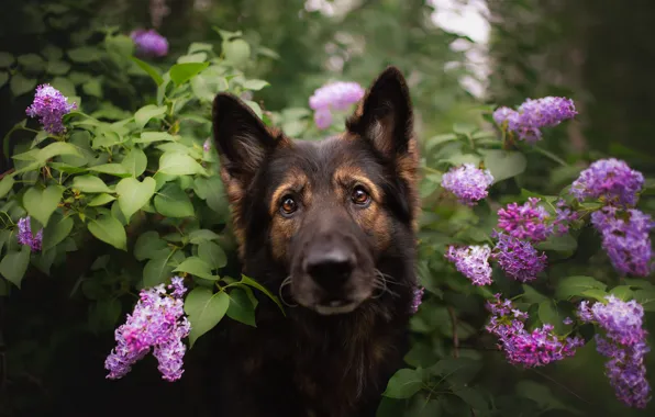 Обои природа, друг, собака на телефон и рабочий стол, раздел собаки, разрешение 2048x1365 - скачать