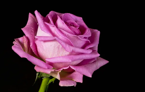 Обои капли, роза, Pink, Rose, color, Closeup на телефон и рабочий стол ...