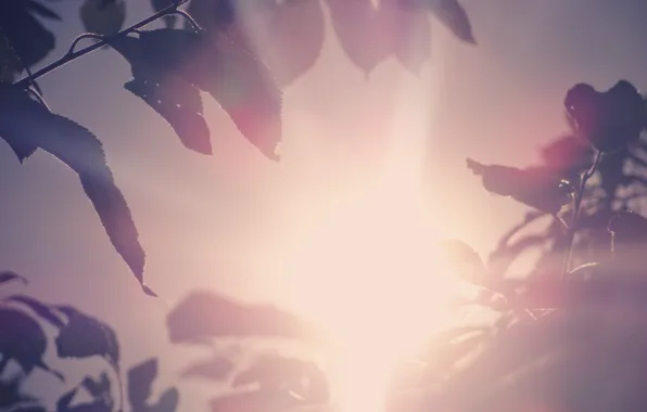 Обои лето, лучи, закат, природа на телефон и рабочий стол, раздел ...