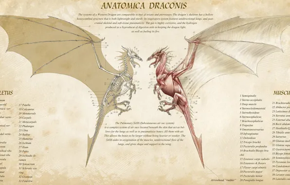 Обои fantasy, Dragon, muscles, artwork, infographic, creature, skeleton ...