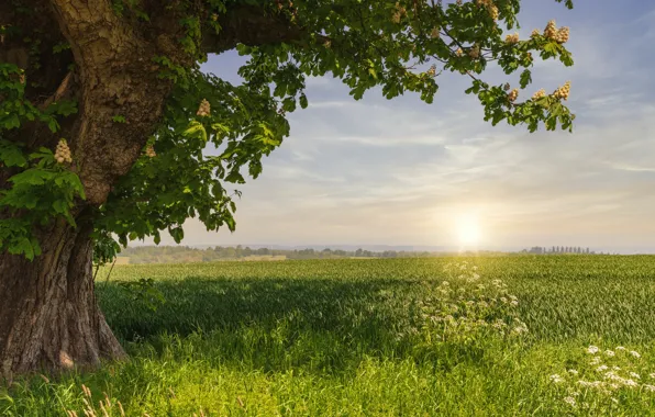 Обои поле, лето, солнце, природа, дерево на телефон и рабочий стол ...
