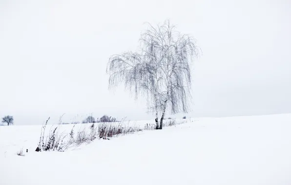 Обои зима, снег, берёза на телефон и рабочий стол, раздел природа ...