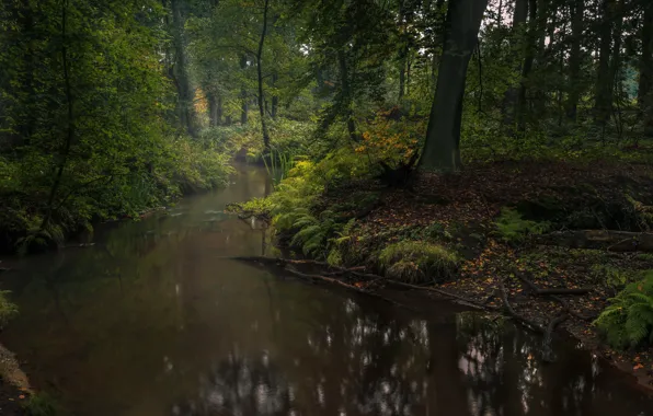 Обои лес, природа, река картинки на рабочий стол, раздел природа - скачать
