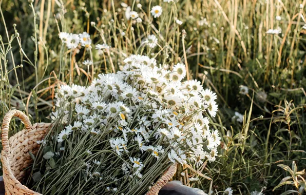 Обои поле, корзина, ромашки на телефон и рабочий стол, раздел цветы ...