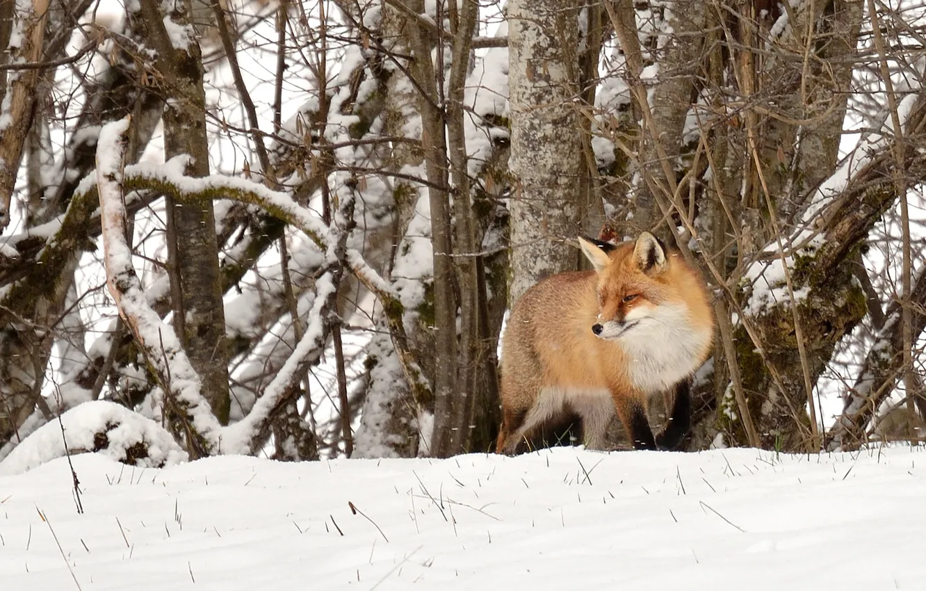 Обои fox, trees, winter, snow, wildlife, hunting картинки на рабочий ...
