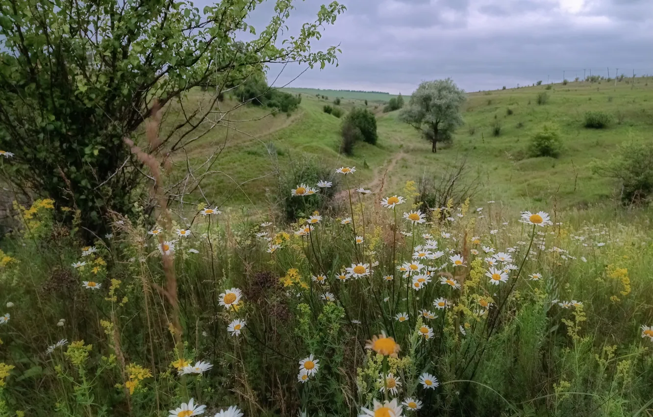 Обои поле, природа, ромашки, луг на телефон и рабочий стол, раздел ...