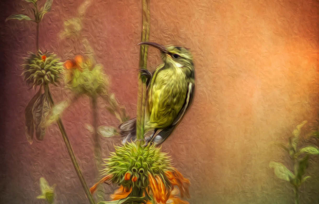 Обои птица, рисунок, клюв, стебель на телефон и рабочий стол, раздел ...